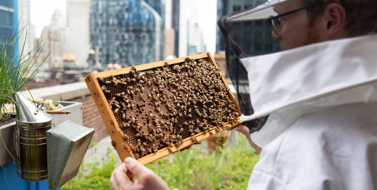 COOKFOX Studio - COOKFOX